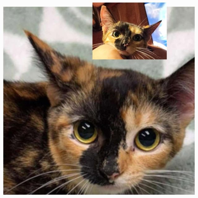 Pet of the Week: Gypsy | Panola Watchman