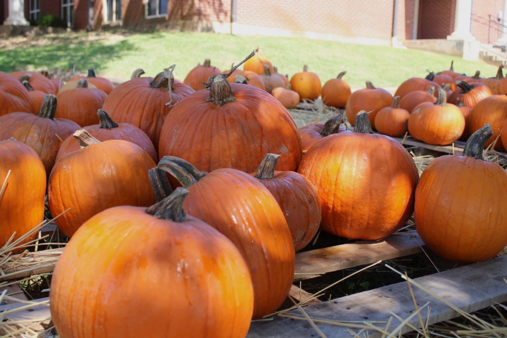 Pumpkin Patch open at First United Methodist Church of Carthage ...
